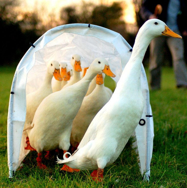 duck herding - Whatley Manor